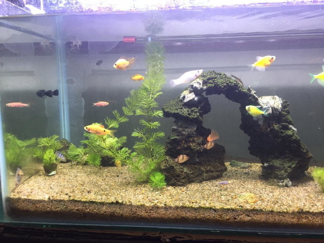 Freshwater Aquarium - 2 feet tank with all accessories and 30 fishes ...