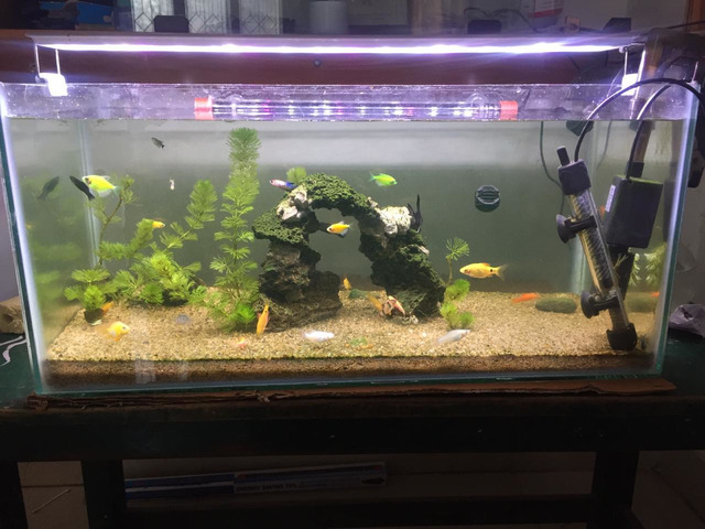 Freshwater Aquarium - 2 feet tank with all accessories and 30 fishes ...